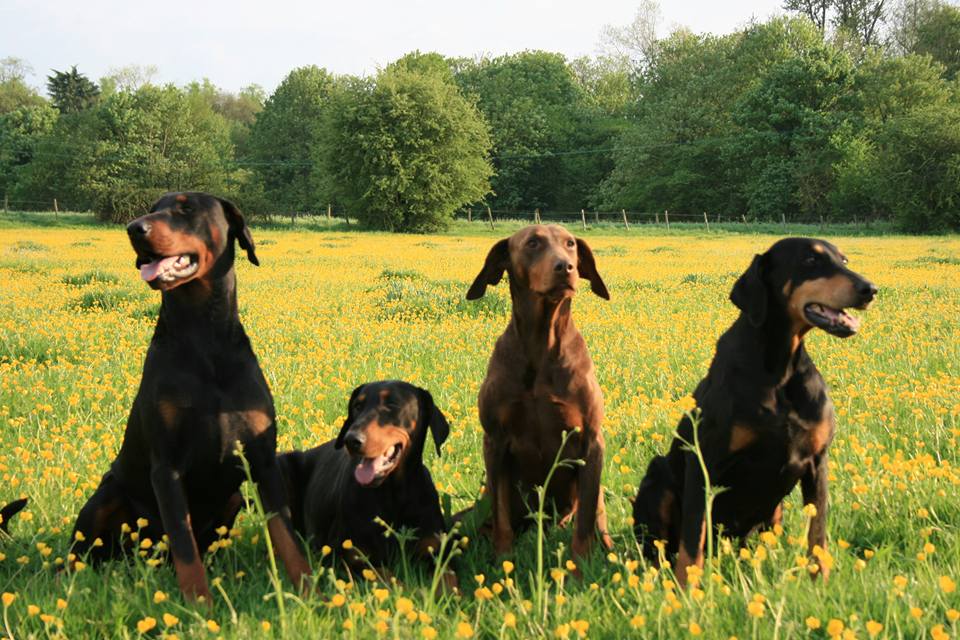 Contact Us - The Dobermann Club