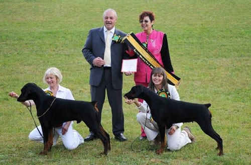 2008 Championship Show - The Dobermann Club