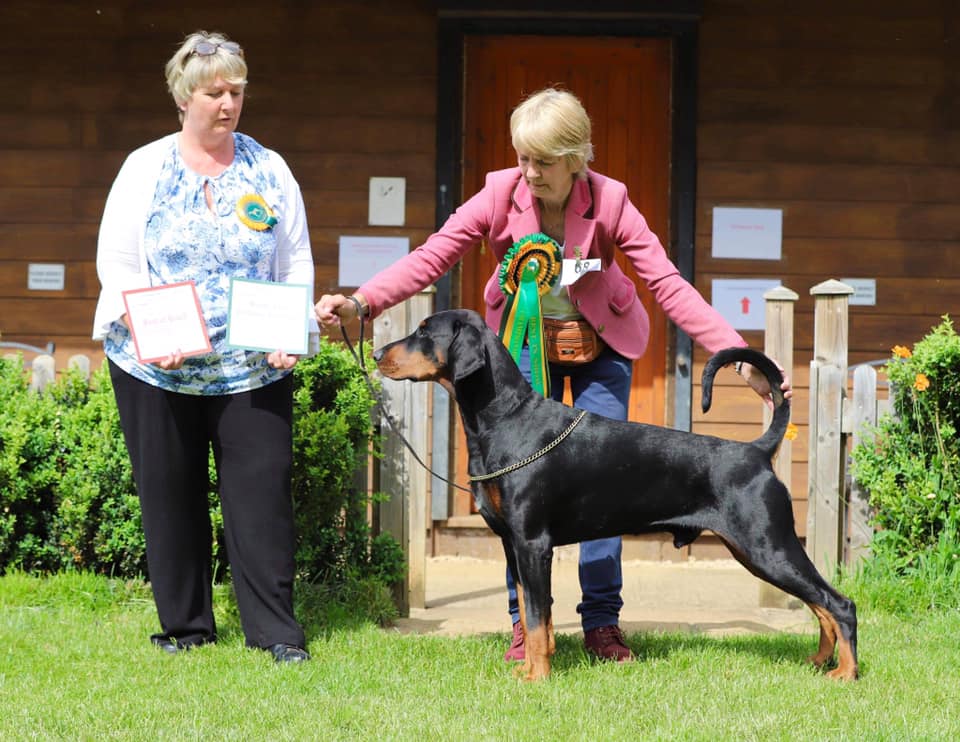 2021 Championship Show - The Dobermann Club